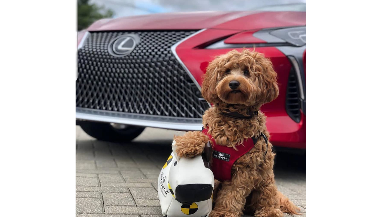 7 Dogs Enjoying Their Favorite Lexus | Clublexus