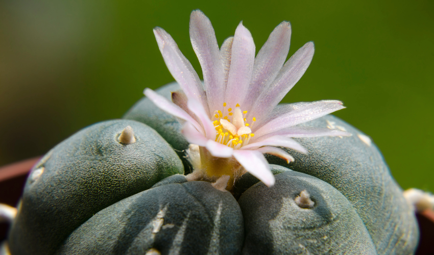 Is It Legal to Use Mescaline or Peyote?