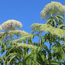PlantFiles Pictures: Phormium, New Zealand Flax 'Amazing Red' (Phormium ...