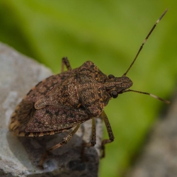 Natural Solutions to Squash Bugs - Dave's Garden