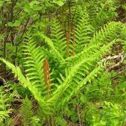 Dwarf Ferns for Limited Space - Dave's Garden