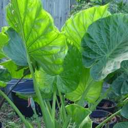 The Big Ears - Introduction to the large terrestrial Alocasias - Dave's ...