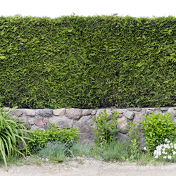 Hardy Hedges for Northern Gardeners - Dave's Garden