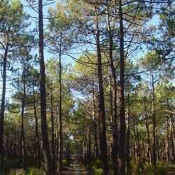 Gopher Apple - Dave's Garden