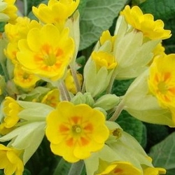 Pushki - Dave's Garden