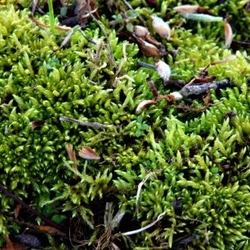 Gardening with Moss - Dave's Garden