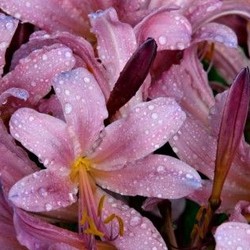 Summer Bulbs for Southern Gardens: Lycoris, 'Surprise Lilies' - Dave's ...