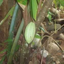 Growing a Cacao Tree Indoors - Dave's Garden