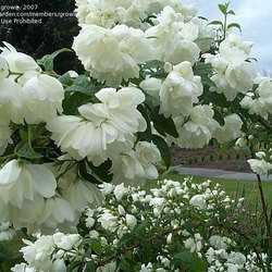 The five most fragrant winter blooming shrubs - Dave's Garden