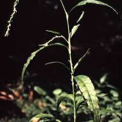 Polygonum pensylvanicum: Smartweed - Dave's Garden
