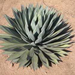 Agave 101, Part B: Selected Large Species - Dave's Garden