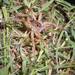 Common Outdoor Spiders: Know Them, Love Them - Dave's Garden