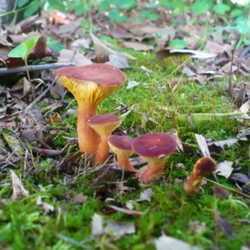 Benefits of Mycorrhizal Fungi - Dave's Garden