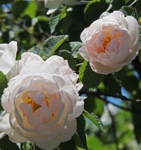 The History, Lore and Traditions of Roses - Dave's Garden