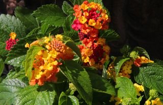 Lantana, Garden Darling or Invasive Weed? - Dave's Garden