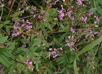 Identifying Wildflowers: Desmodium or Beggar-lice - Dave's Garden