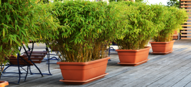 Three Ways To Grow Bamboo | DoItYourself.com