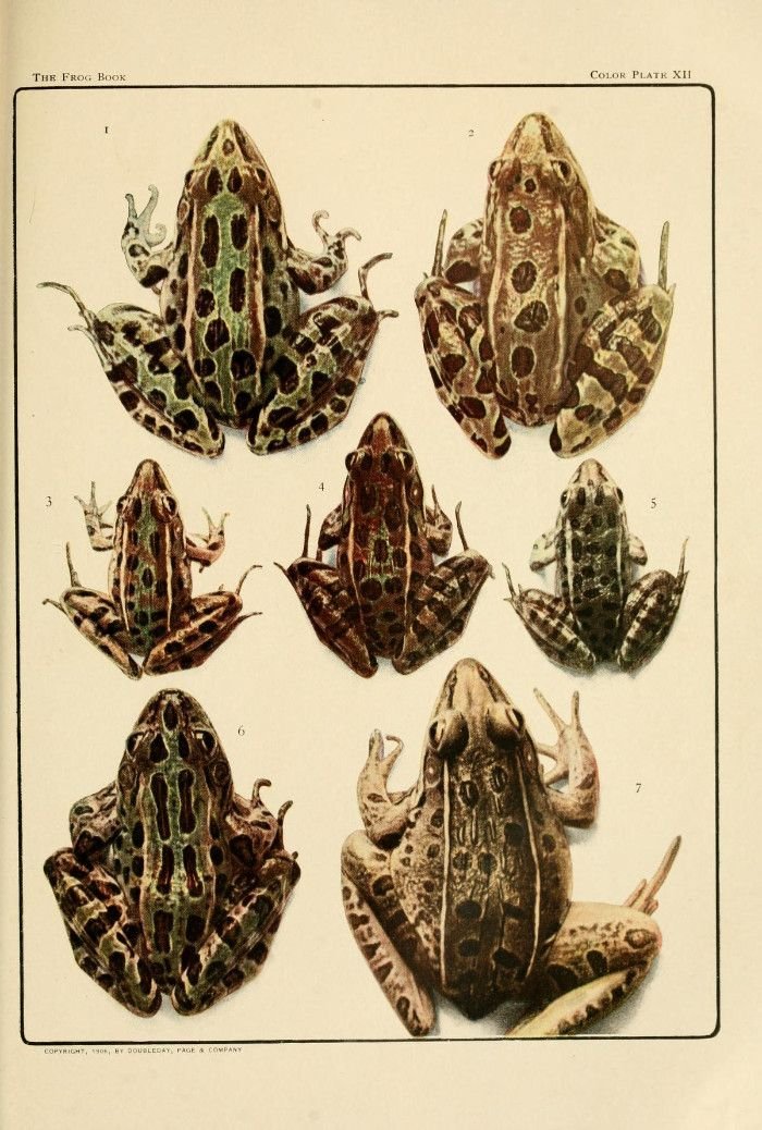 Fabulous Frogs Of North America - Dave's Garden