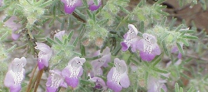 Beach Rosemary, a Native Mint - Dave's Garden