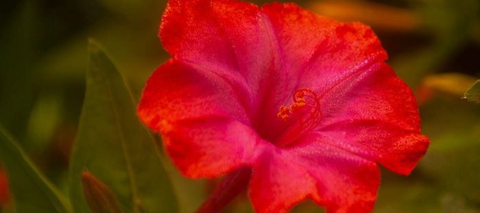 Time for Four O'clocks - Dave's Garden