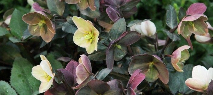 Hellebores Give Beautiful Winter Blooms - Dave's Garden