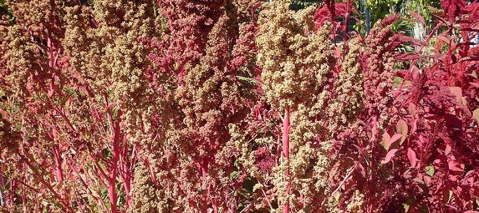 Chenopodium quinoa --ancient food of Incan civilization is packed with ...