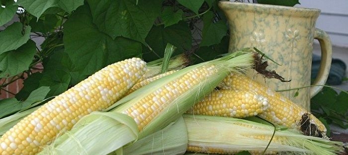 Corn, A Crop of Many Uses - Dave's Garden