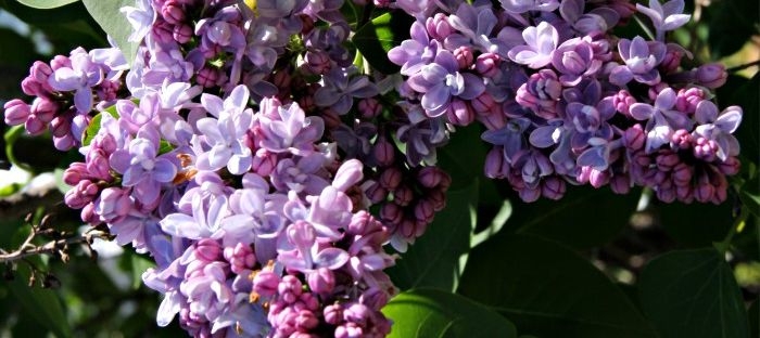 History, Culture and Uses of the Lilac: Syringa vulgaris - Dave's Garden