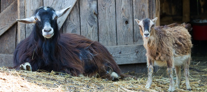 Beginner's Guide to Homesteading with Goats - Dave's Garden