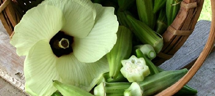 Growing, Preparing and Preserving Okra - Dave's Garden