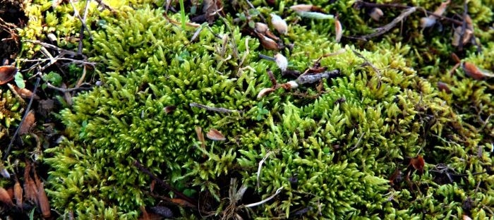 Controlling Moss in the Lawn - Dave's Garden