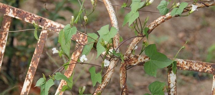 The Whitestar Morning Glory - Dave's Garden