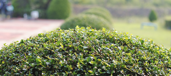 Beginner Shrubs That Last and Last - Dave's Garden