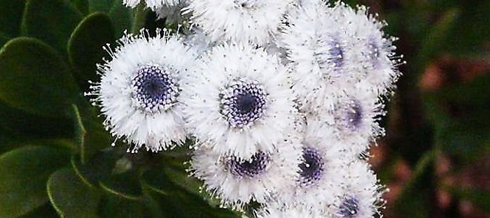 Fresh As a Globe Daisy - Dave's Garden