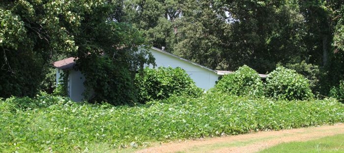 Kudzu:Its History and Uses - Dave's Garden