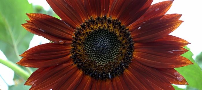 Fast-Growing Flowers for Beginners: Unsurpassed Sunflowers - Dave's Garden