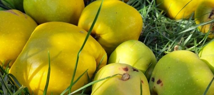 The Japanese Quince - Dave's Garden