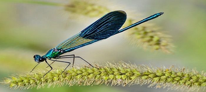 damselfly on a twig