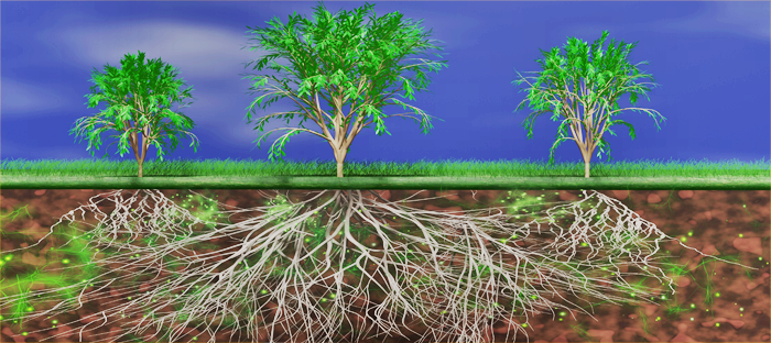 root systems of trees
