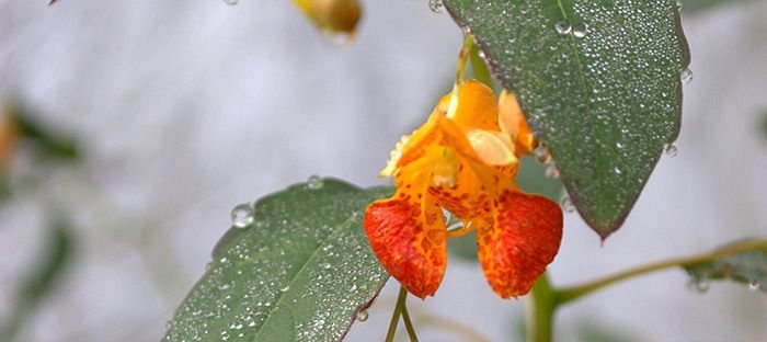 Updates on the Downer Downy Mildew Epidemics in Impatiens and ...