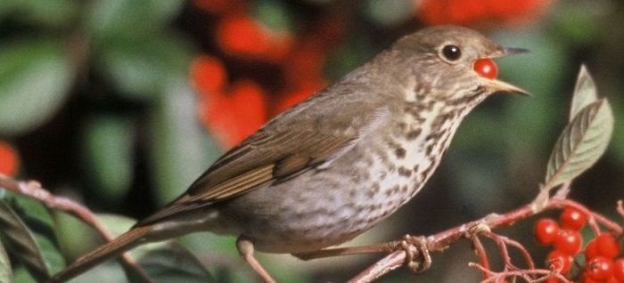 Bring on the Birds: Preparing the Feeders, Birdhouses, and Water ...