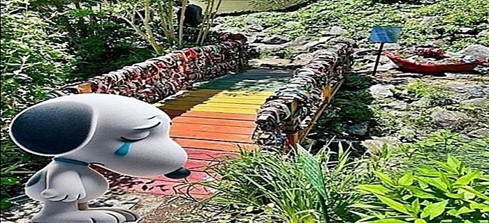 snoopy at the rainbow bridge