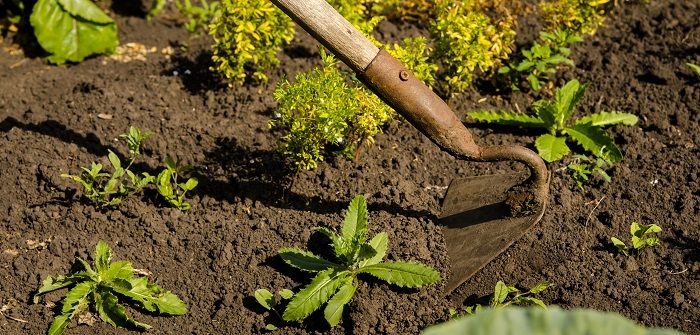 The History and Uses of the Garden Hoe - Dave's Garden