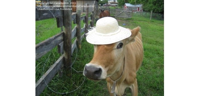 cow in a hat