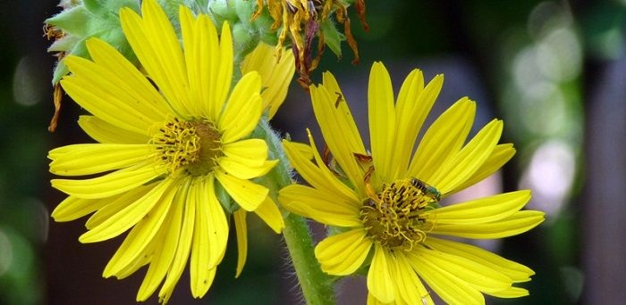 Wild Chewing Gum, the Compass Plant - Dave's Garden