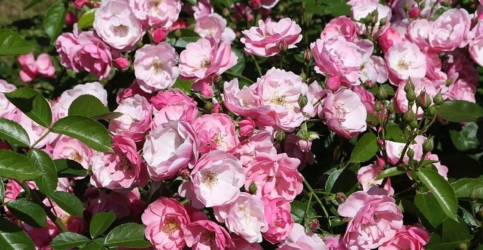 Growing Kordes Roses - Dave's Garden