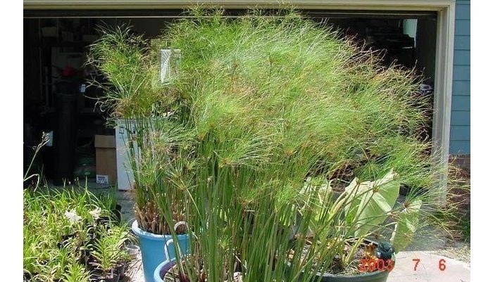 Growing Papyrus and its History - Dave's Garden