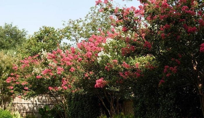 Crepe Murder Mystery - Dave's Garden