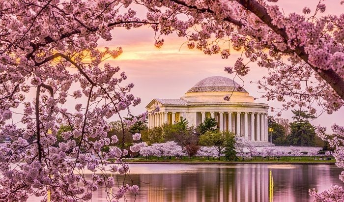 Flowering Cherry Trees are a Symbol of Friendship - Dave's Garden