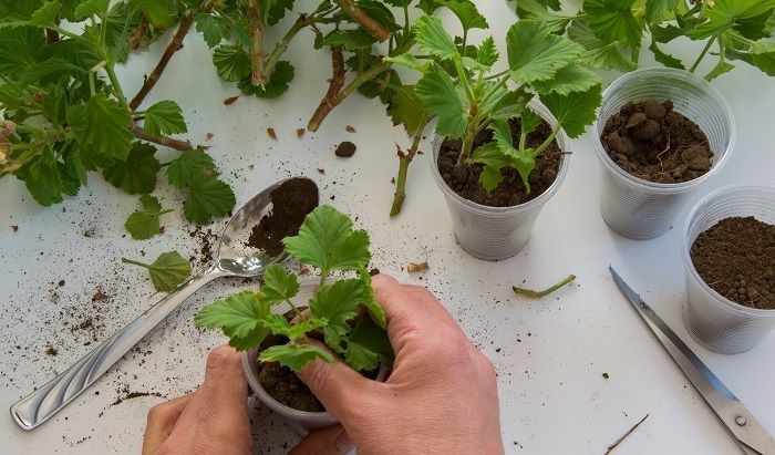 potted cuttings